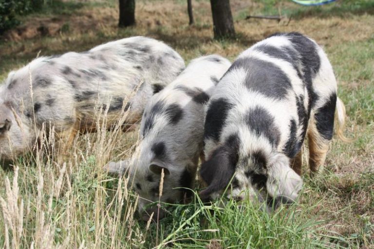 How to Raise Hogs to be Happy and Naturally Healthy - Countryside